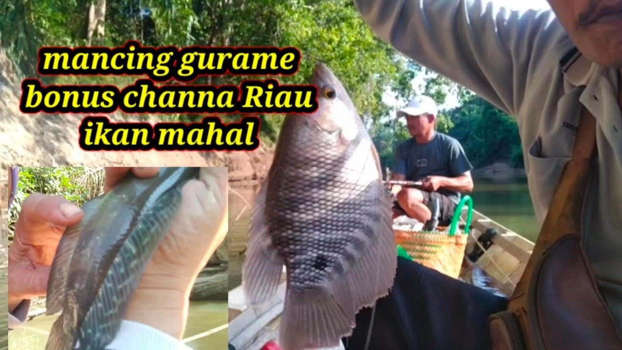 mancing gurame bonus ikan mahal,Channa Riau - YouTube