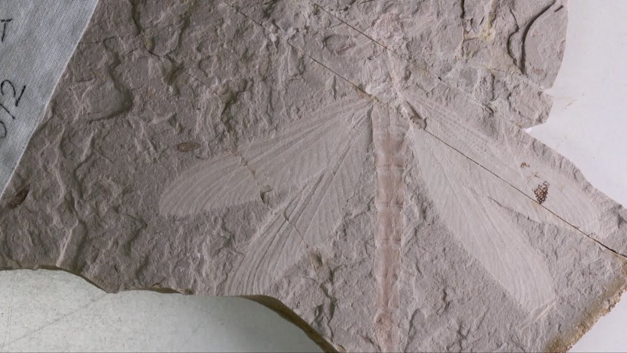 Complete dragonfly fossil dating back 165 million years discovered in N ...