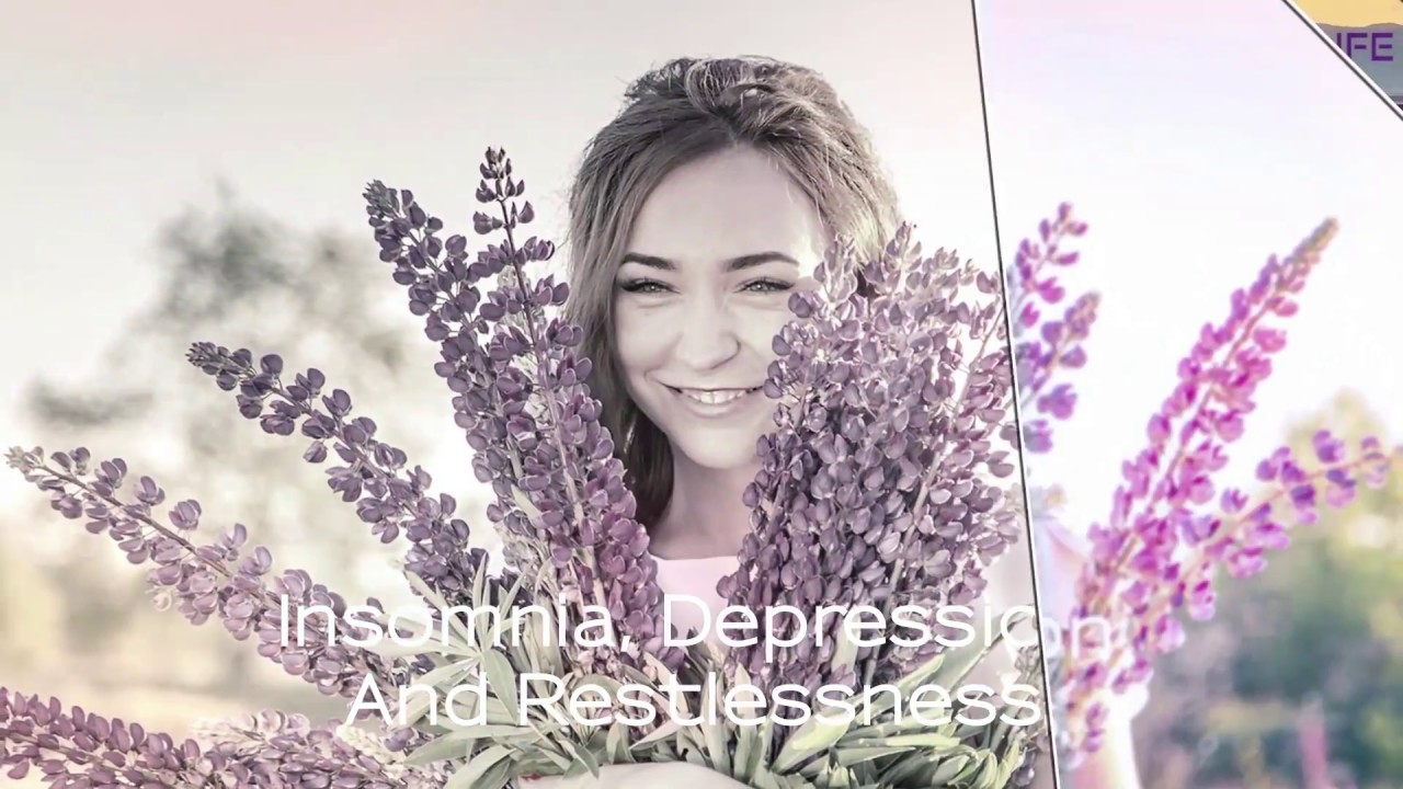 What is Lavender Extract? Used in Chilyo Environmental Skincare ...