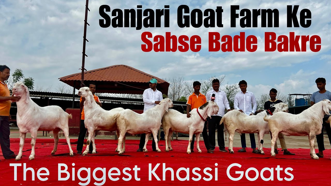 The Biggest Khassi Goats of Sanjari Goat Farm Season 2023 - YouTube