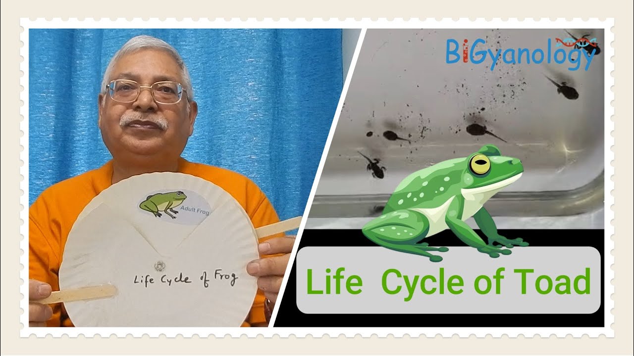 Life Cycle Of Toad - YouTube