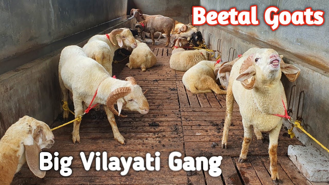 Big Vilayati Mende Aur Beetal Goat Kid's | Sheep And Goat Kid's ISA ...