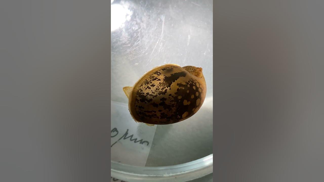 Ovale poelslak (Radix balthica) (Wandering Snail) - YouTube