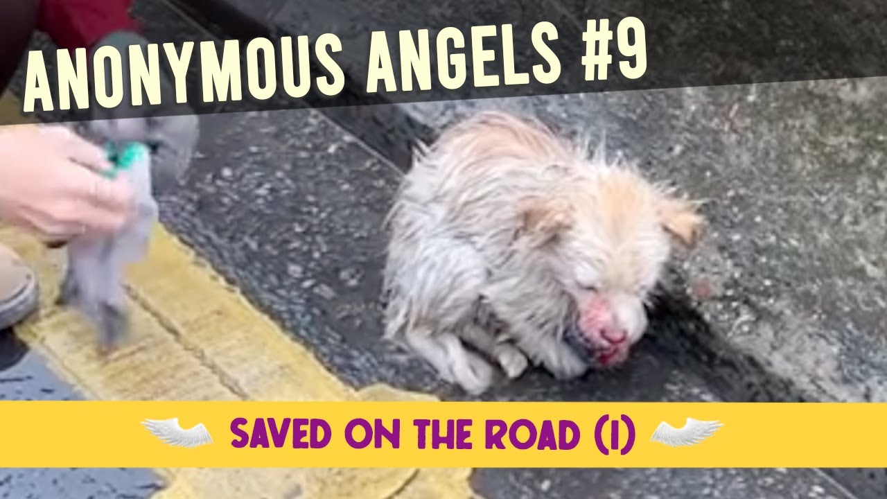 AA#9 - Poor animals saved on the road (Part 1) - YouTube
