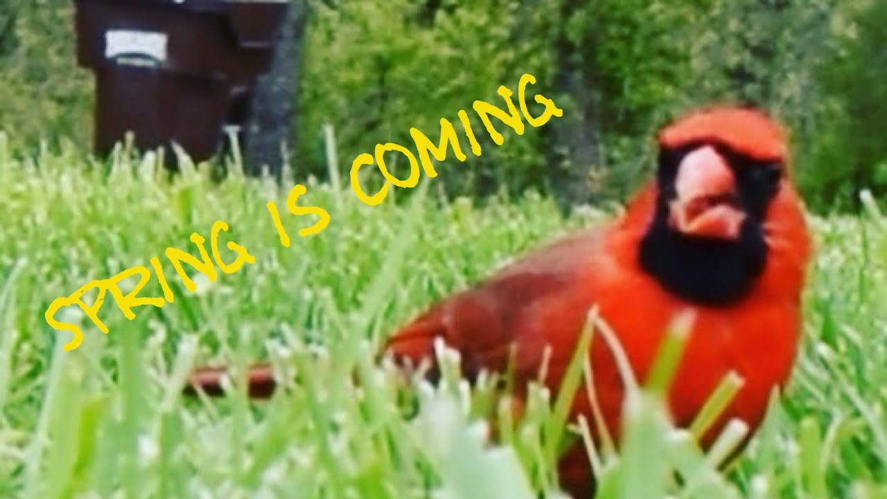 Spring is Around the Corner, Cardinals are Everywhere #spring # ...