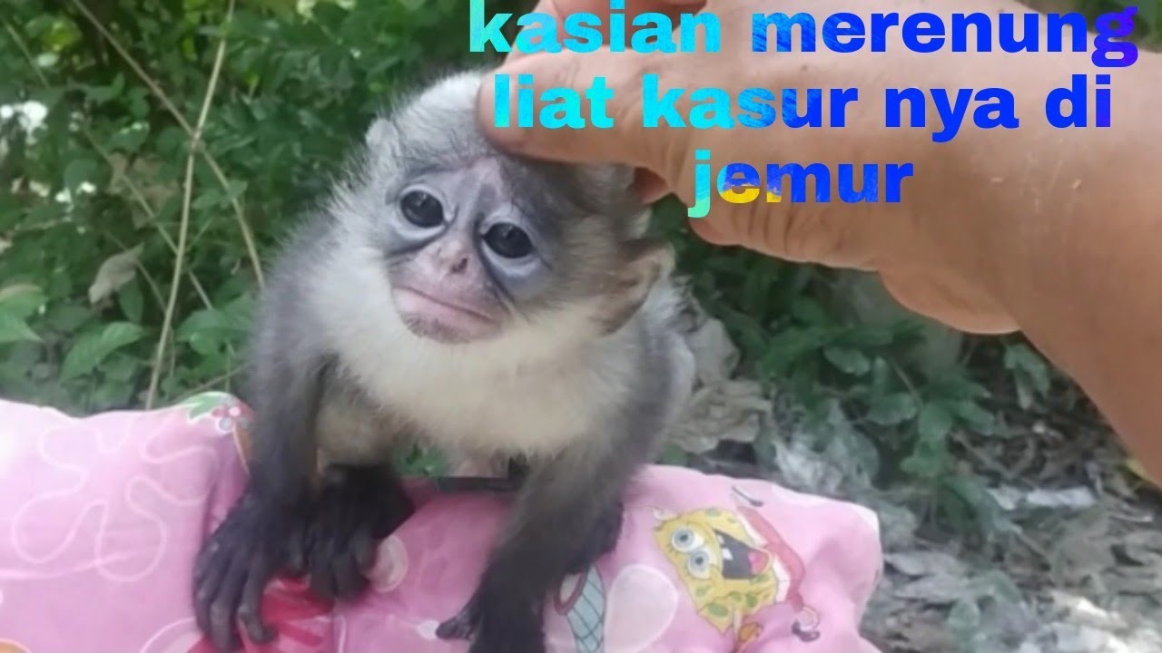 Bayi monyet lucu lagi cemberut mau ikut - YouTube