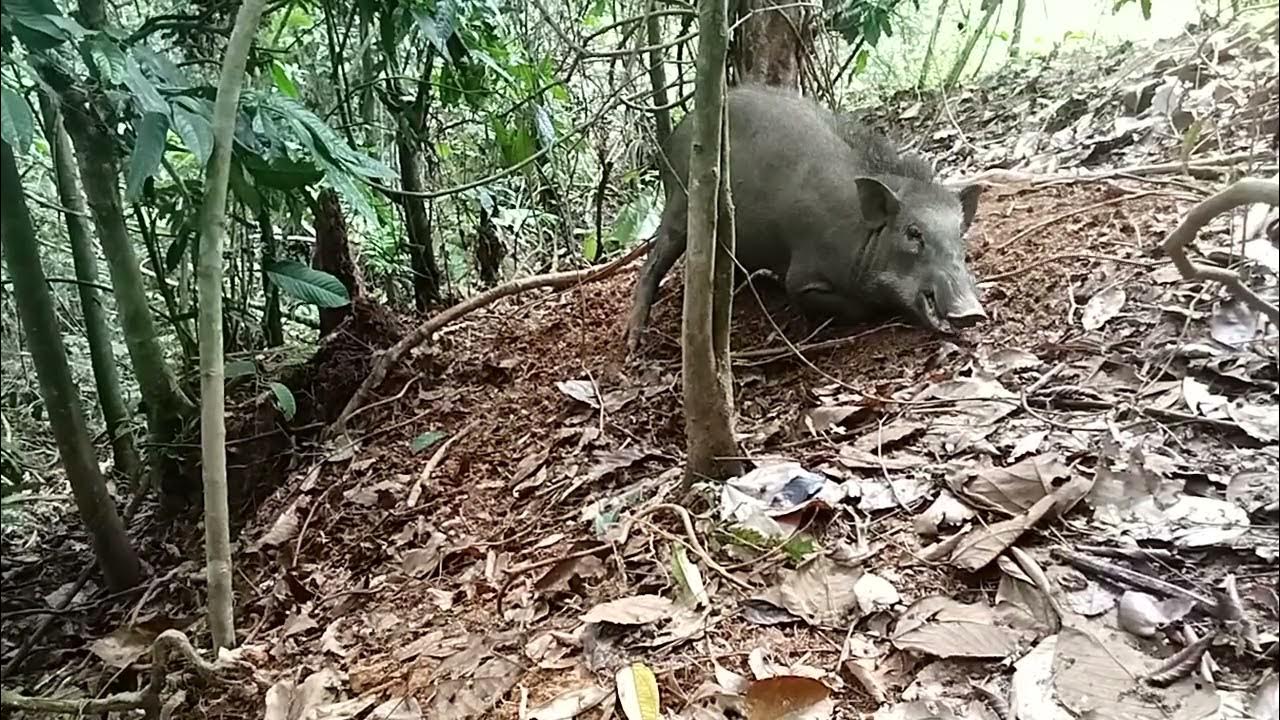 cek jerat LG poin 1 babi jantan - YouTube