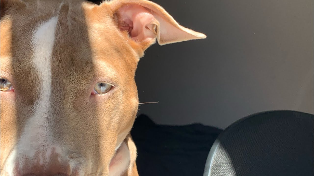 ASMR DOG | SONS DE BOCA | IDEAL PARA RELAXAR 🧡🐾 - YouTube