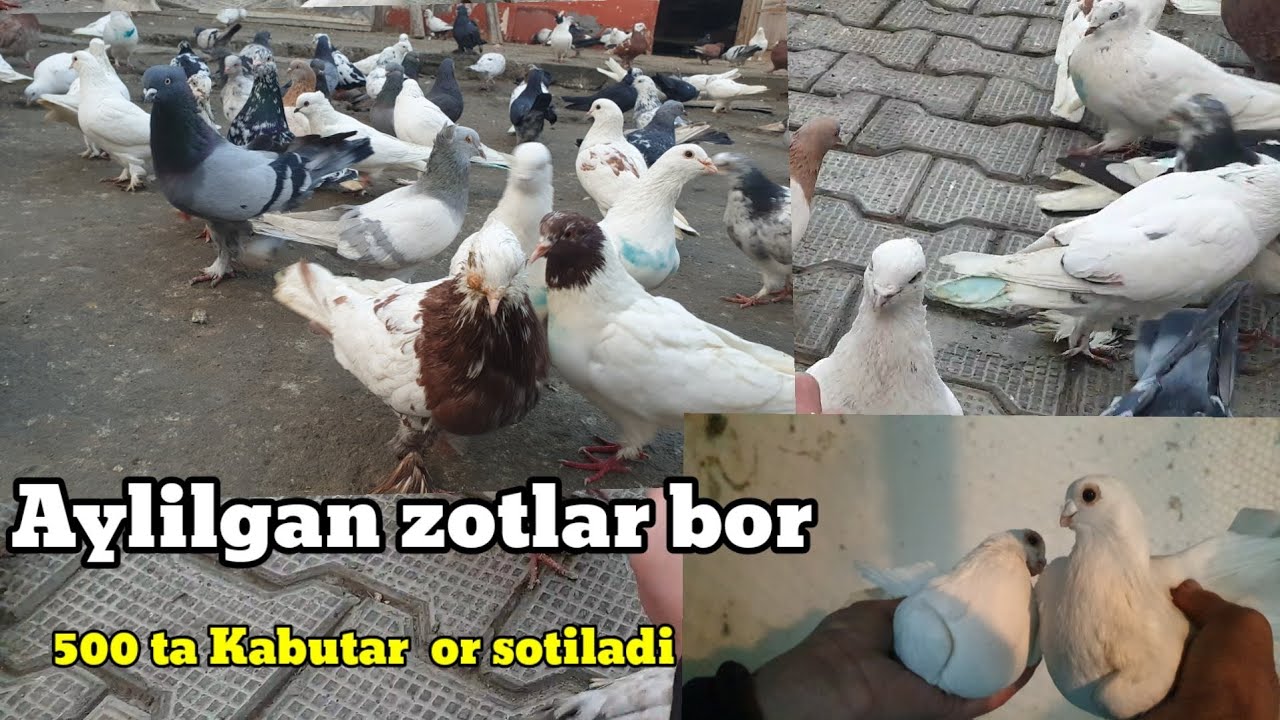 KABUTARLAR SOTILADI 1QISIM 2QISIMDA DAVOLASH USULARI BOLADI - YouTube