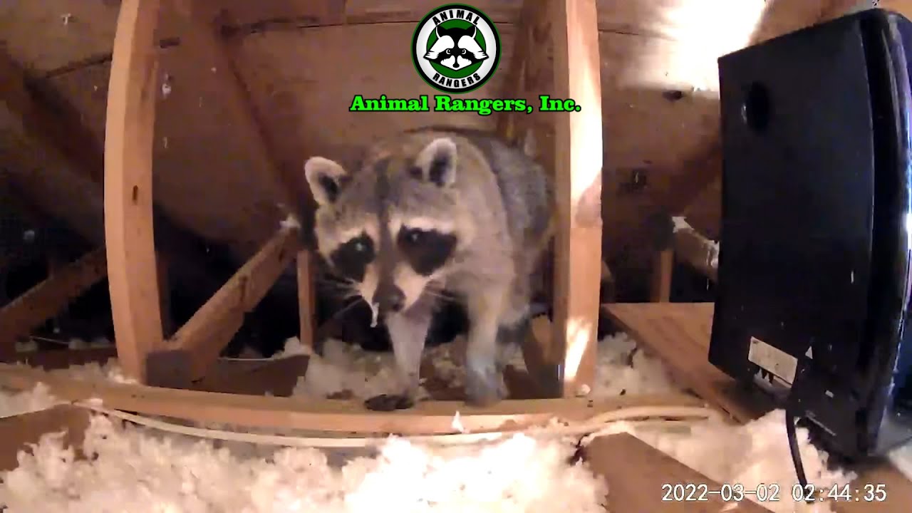 Wildlife Control Services in Florida by Animal Rangers, Inc. - YouTube