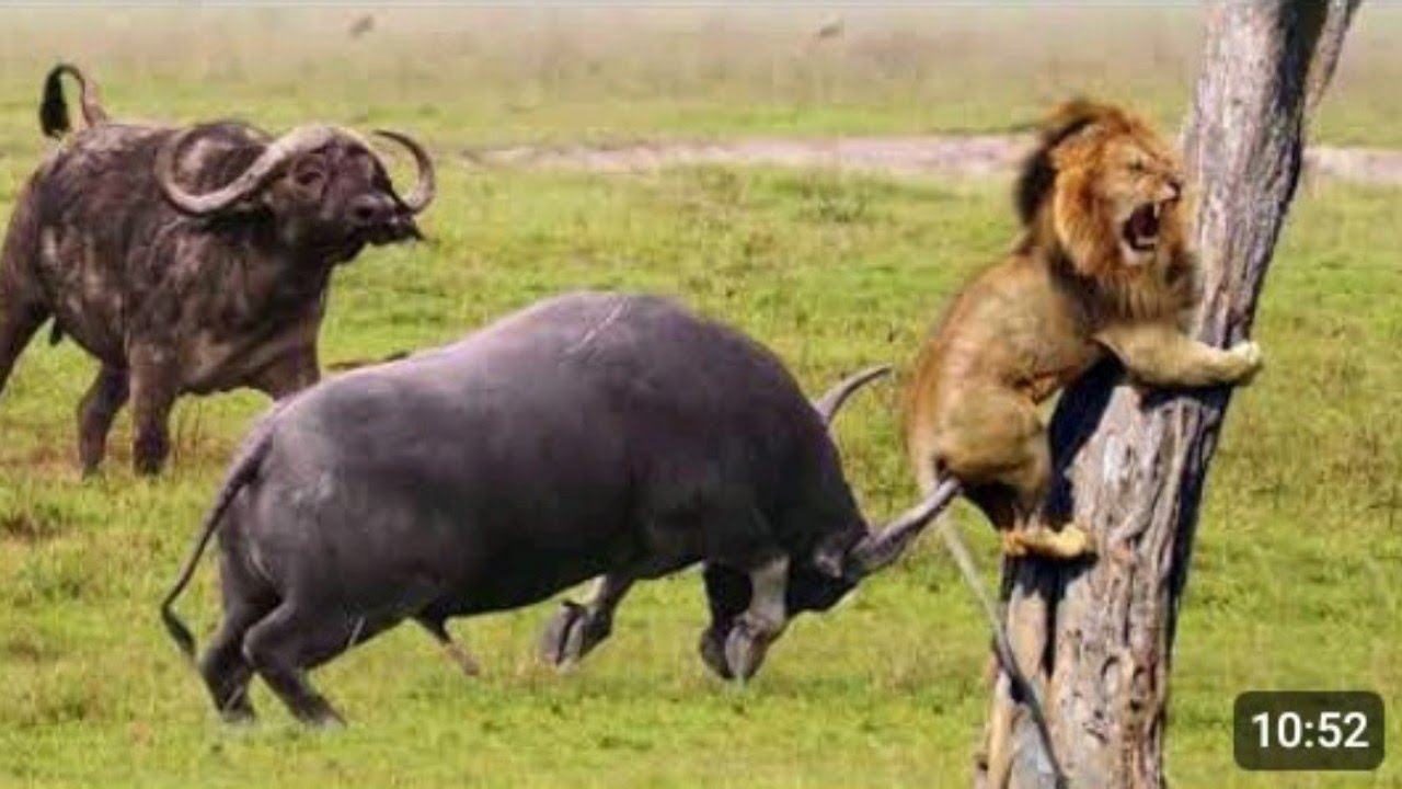 Amazing Scene of Wild Animals In HD - YouTube