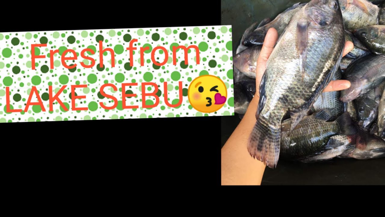 Best Cooking Tilapya From (lake sebu) philippines - YouTube