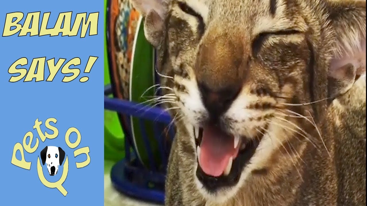 Balam just wants the attention - YouTube