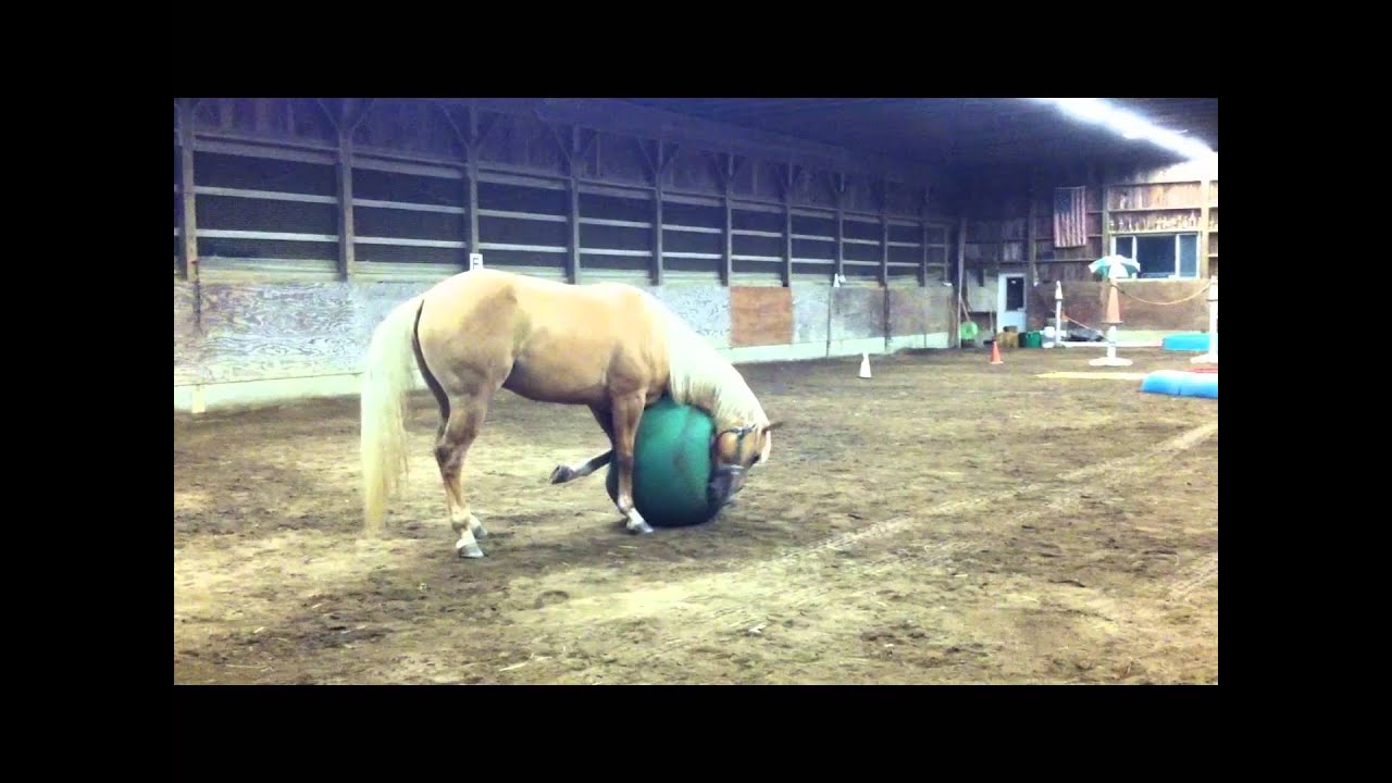Chex and the Parelli Ball at Sable Oak Equestrian center - YouTube
