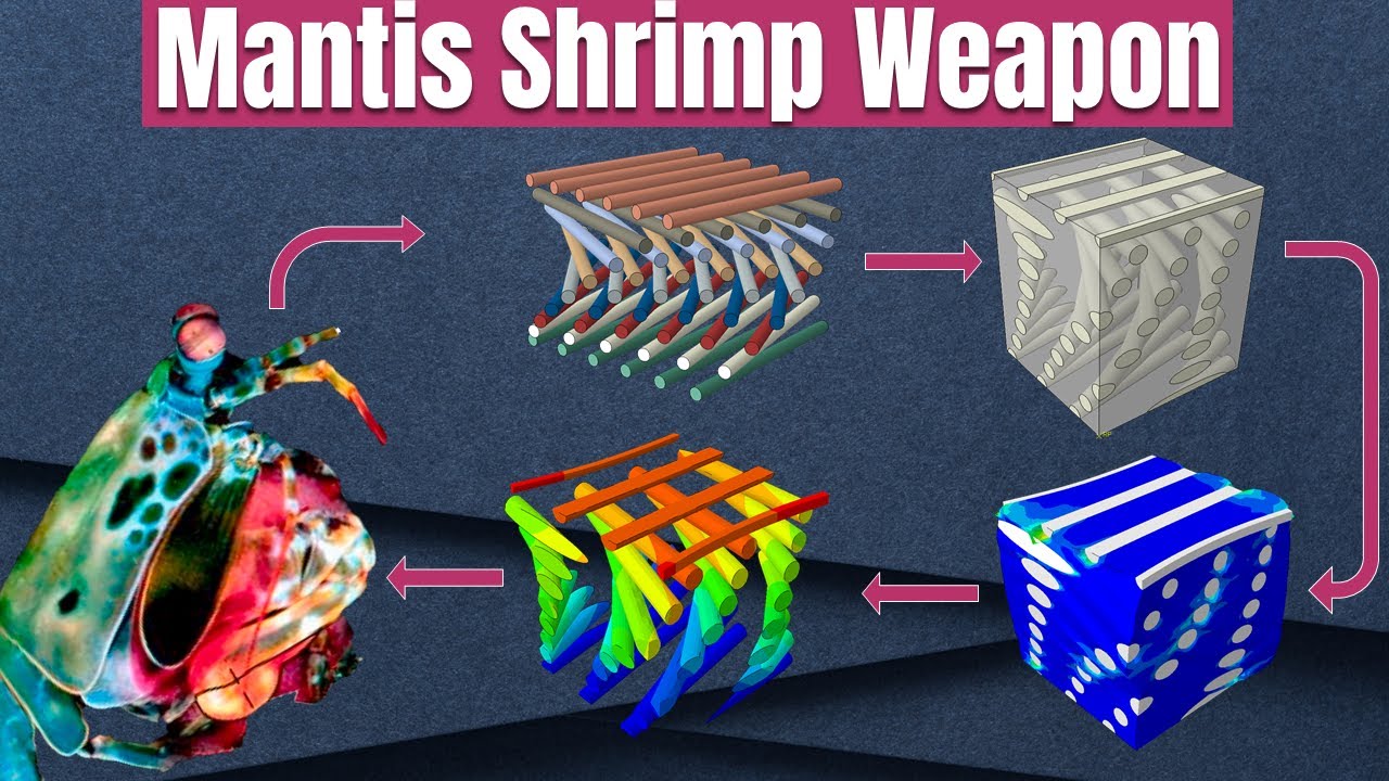 Modelling the mantis shrimp weapon - YouTube