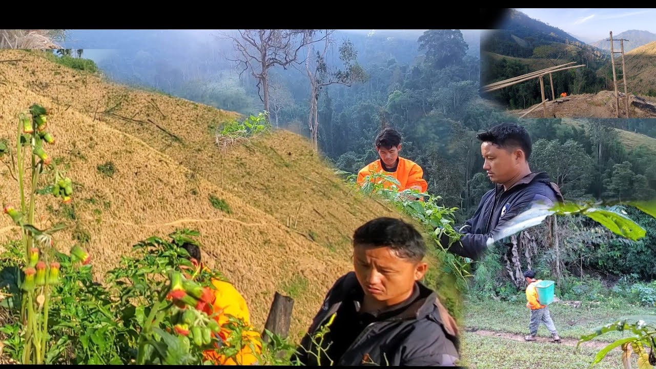 kwv tooj wb mus de kua txob pem teb dua - YouTube