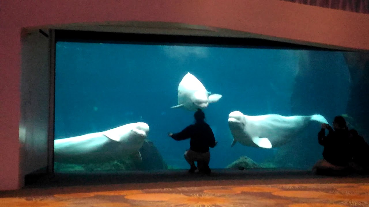 Smart Beluga Whales - YouTube