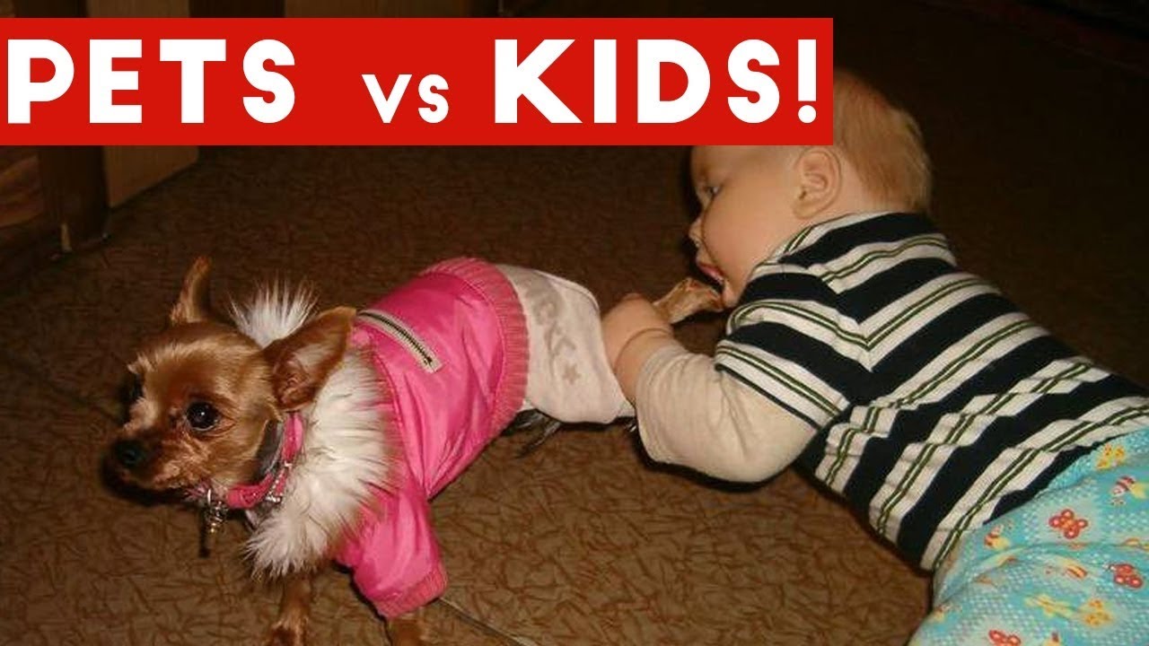 Funniest Pets Vs Kids Video Compilation | Funny Pet Videos - YouTube