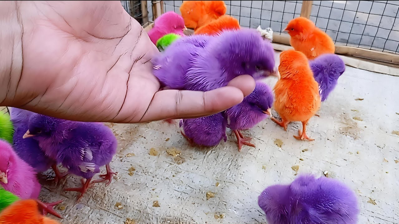 Ayam Lucu Banget Untuk Anak & Keluarga | Kumpulan Ayam Imut Warna Warni ...