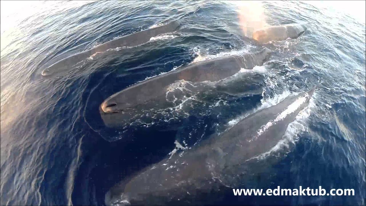 Sperm whales aerial drone survey for blow sampling purposes - YouTube