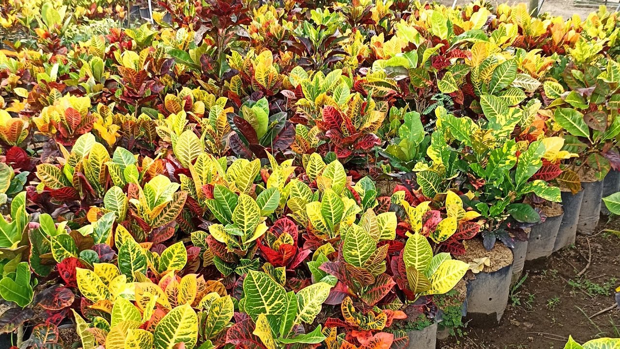 3 tanaman puring 100 rb dapat puring apel busarin. - YouTube