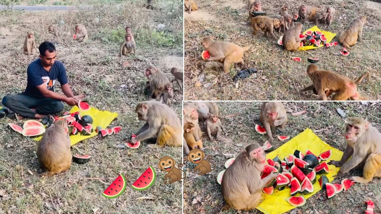Monkeys Very Very Funny Watermelon Party 🍉🍉🐒| Feeding Monkeys - YouTube