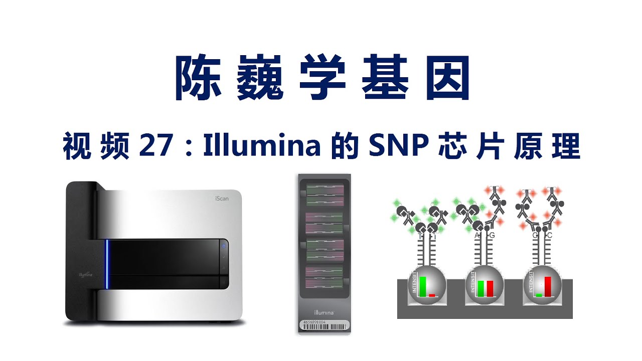 【陈巍学基因】视频27：Illumina的SNP芯片原理 - YouTube