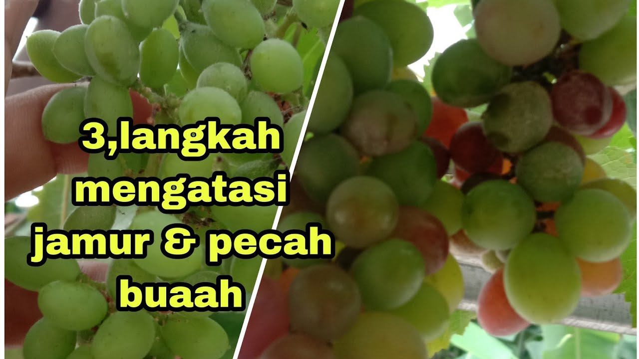 Cara Mengatasi Jamur Dan Pecah Buah Anggur Rumahangguralhakim Youtube