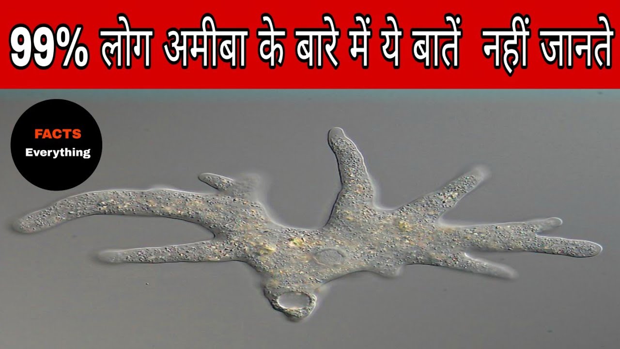 what is amoeba? brain eating amoeba(amoeba in hindi) biology - YouTube