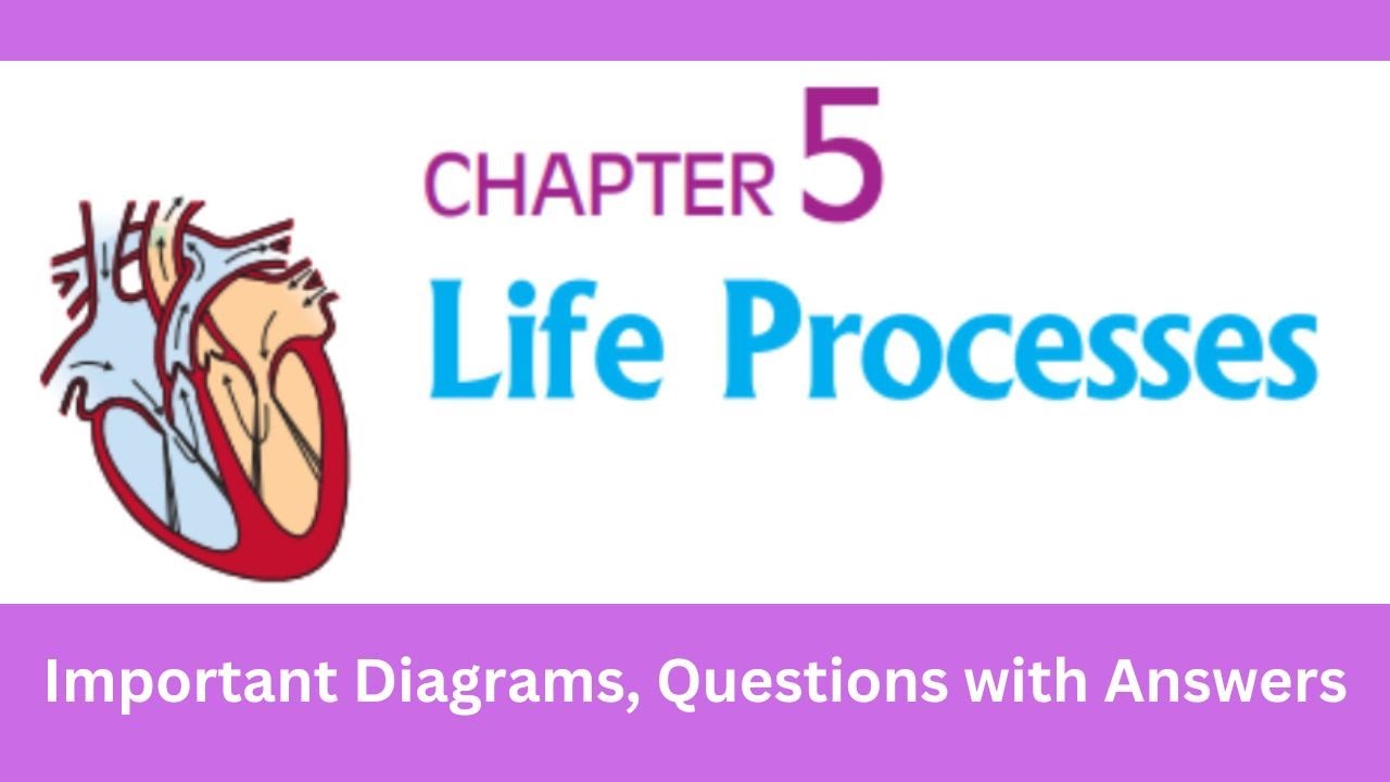 Ch-5: Life Processes | Important Diagrams and Important Questions with ...
