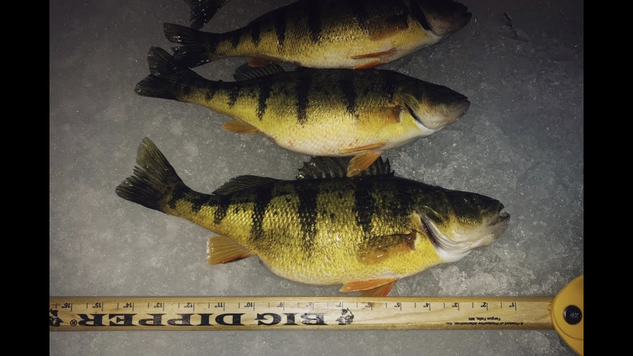 Perch Fishing Is So Satisfying. Lake Simcoe Ice Fishing, Jumbo Perch ...