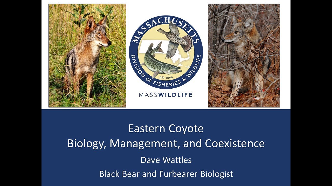 Coyote Biology, Management, & Coexistence - Dave Wattles, PhD, Black ...