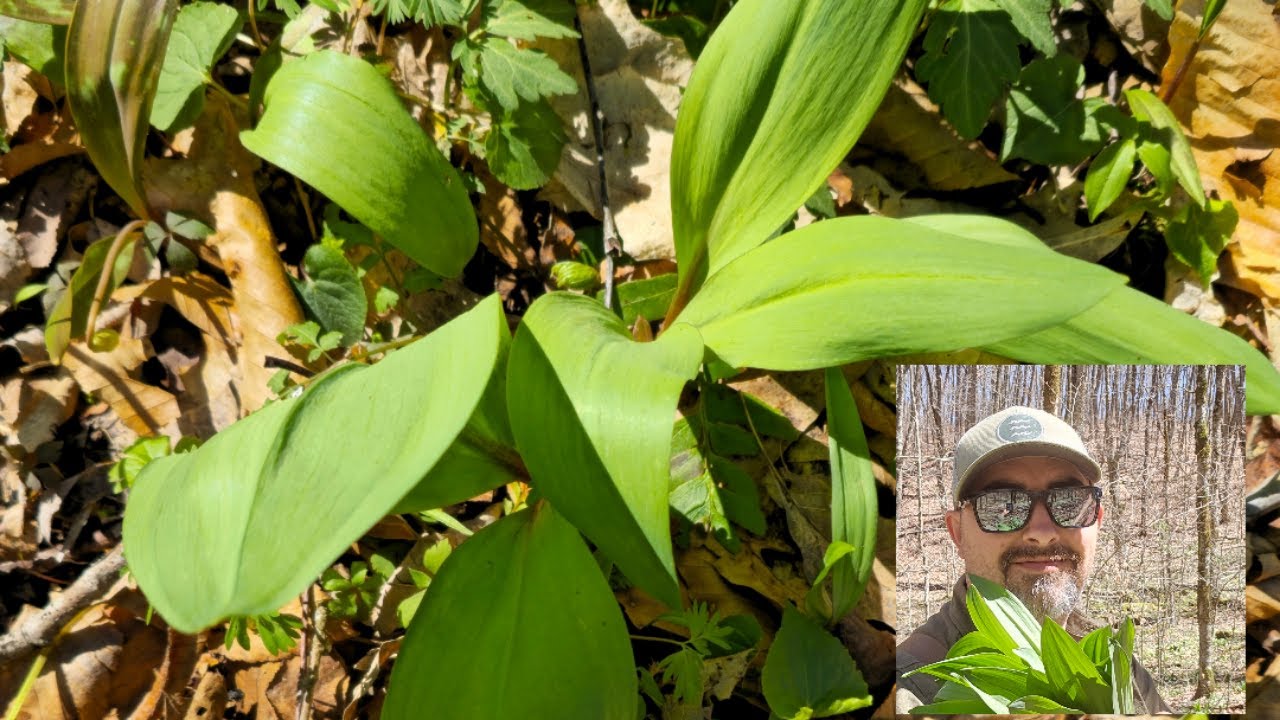 Foraging for Ramps 2024 - YouTube