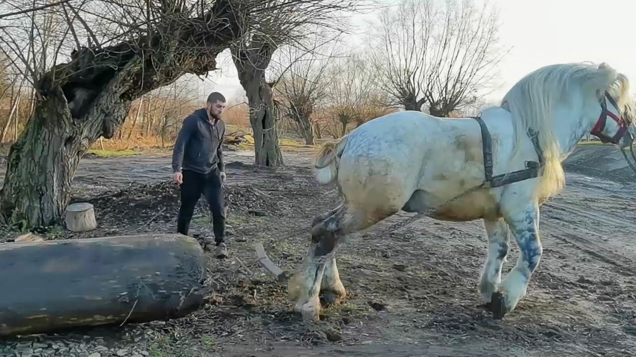 Cai probe de tracțiune cu armăsarul lui Vlad Costel de la Satu Mare ...