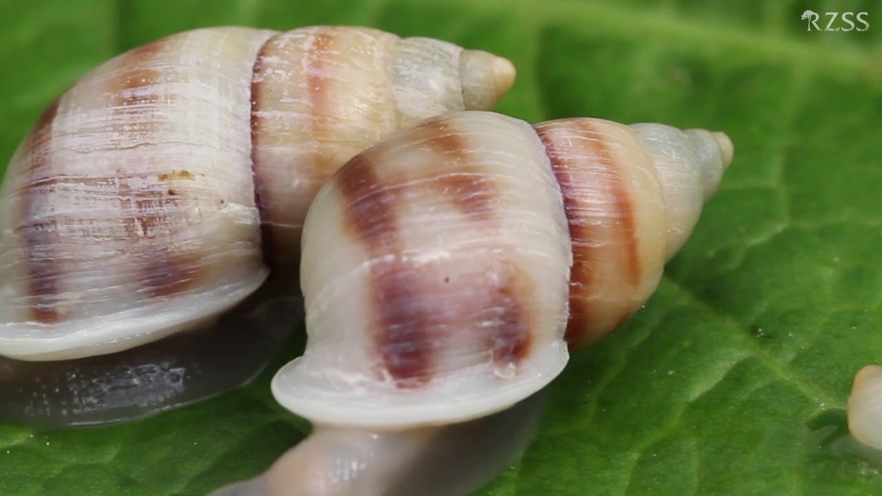 Our work with Partula snails - YouTube