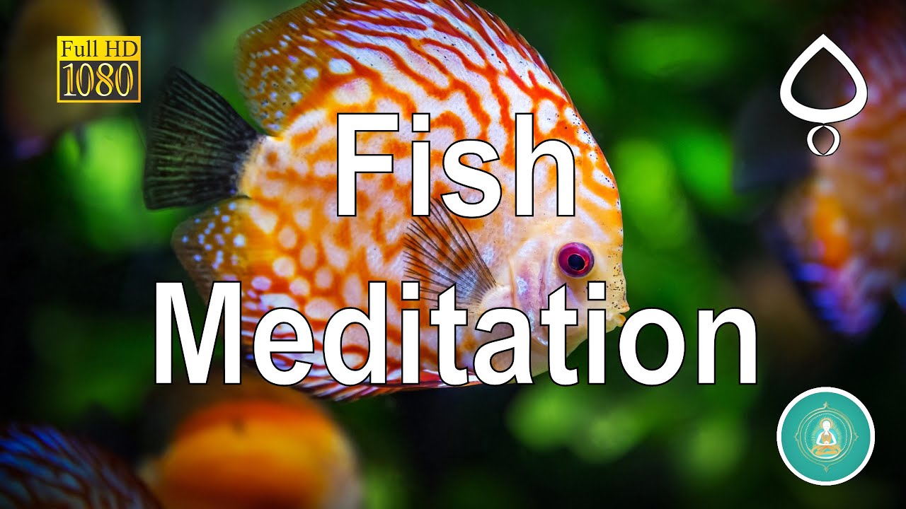 𝑭𝒊𝒔𝒉 𝑴𝒆𝒅𝒊𝒕𝒂𝒕𝒊𝒐𝒏 - YouTube