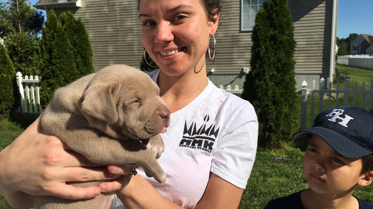 ManMade's "Zombie" x "Kovu" Puppies - YouTube
