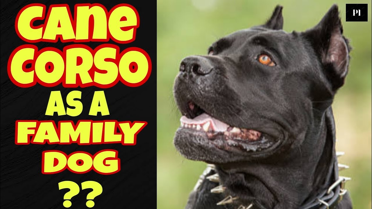 Cane Corso as a family dog in Hindi | Best family dog series ...