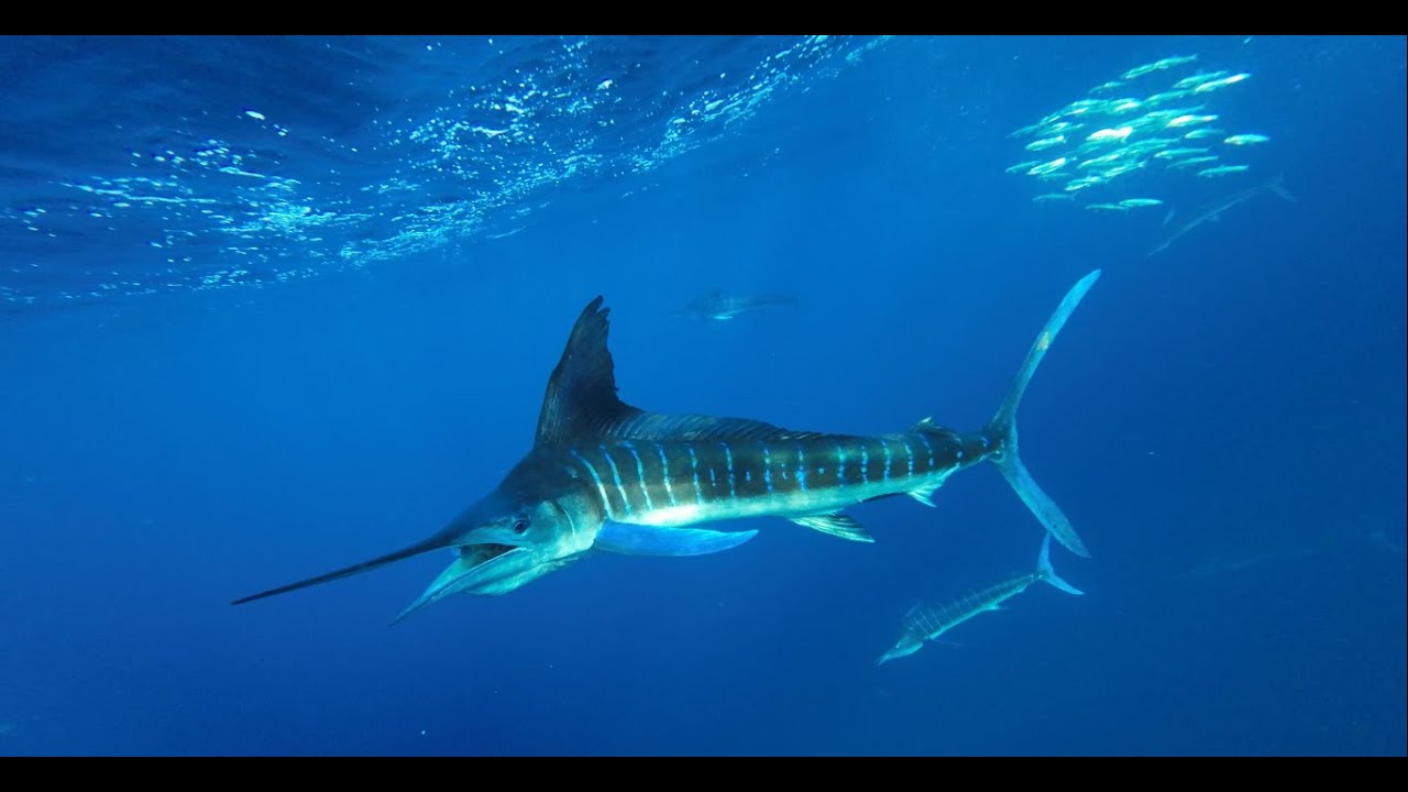 Magdalena Bay Fly fishing for Marlin, dorado, tuna, and roosterfish ...