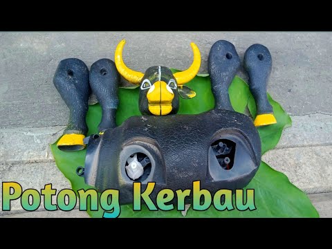 Belajar Potong Kerbau || Kerbau Lucu,Sapi unik,Sapi Raksasa,Sapi Lucu ...