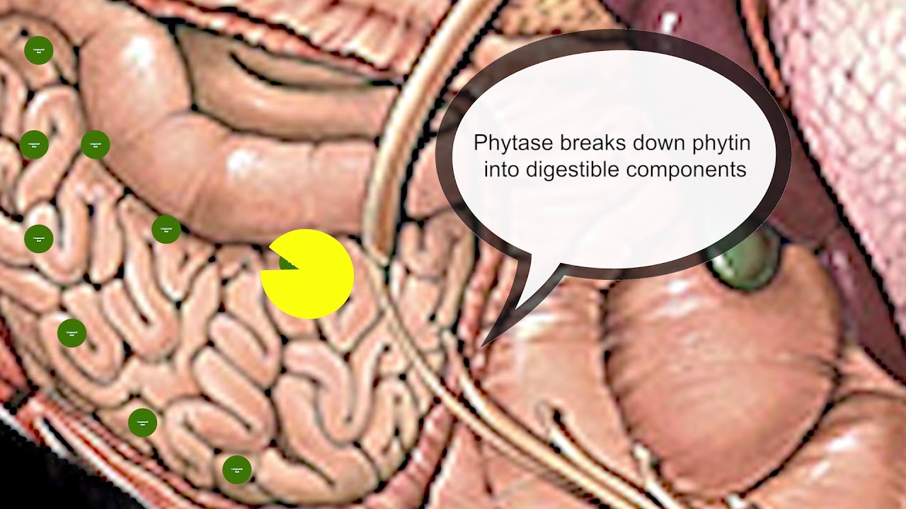 What is phytase? - YouTube