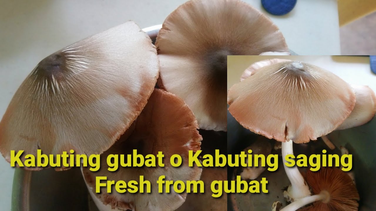 Kabuting Gubat/Kabuting saging |Fresh na Fresh | - YouTube