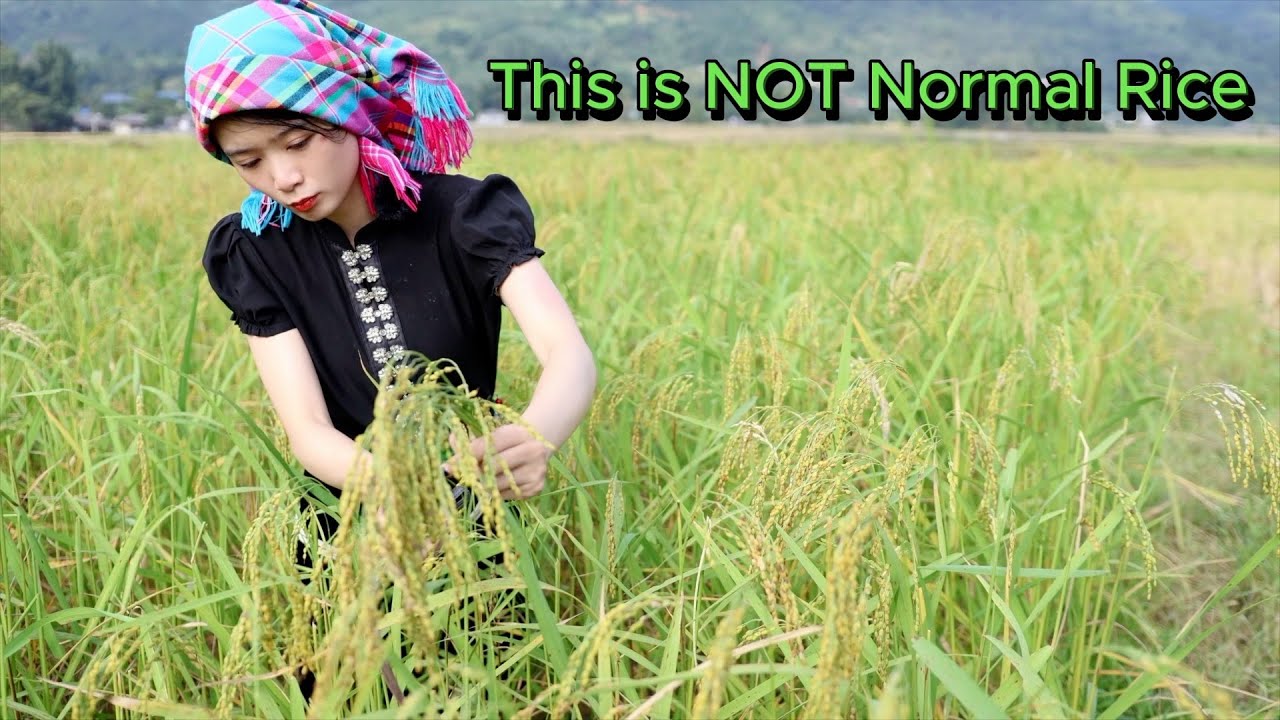 The Process of Turning WHITE Rice to Precious GREEN Rice - YouTube