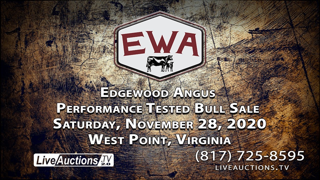 Edgewood Angus Performance Tested Bull Sale - YouTube