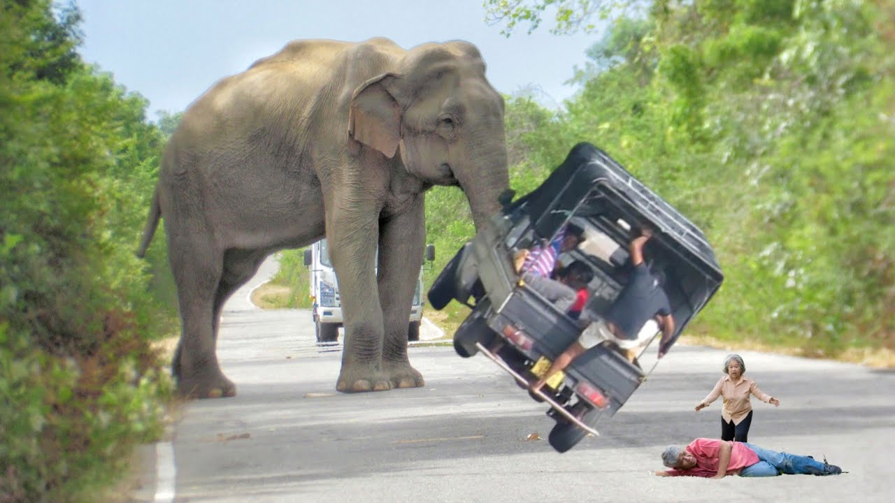 Trembling Elephant Attack Collection -Wild elephant attack for food ...