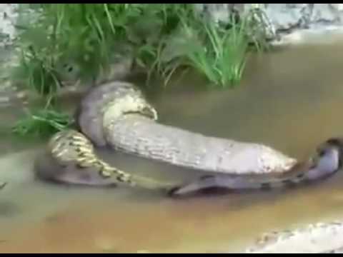 python eating buffalo - YouTube