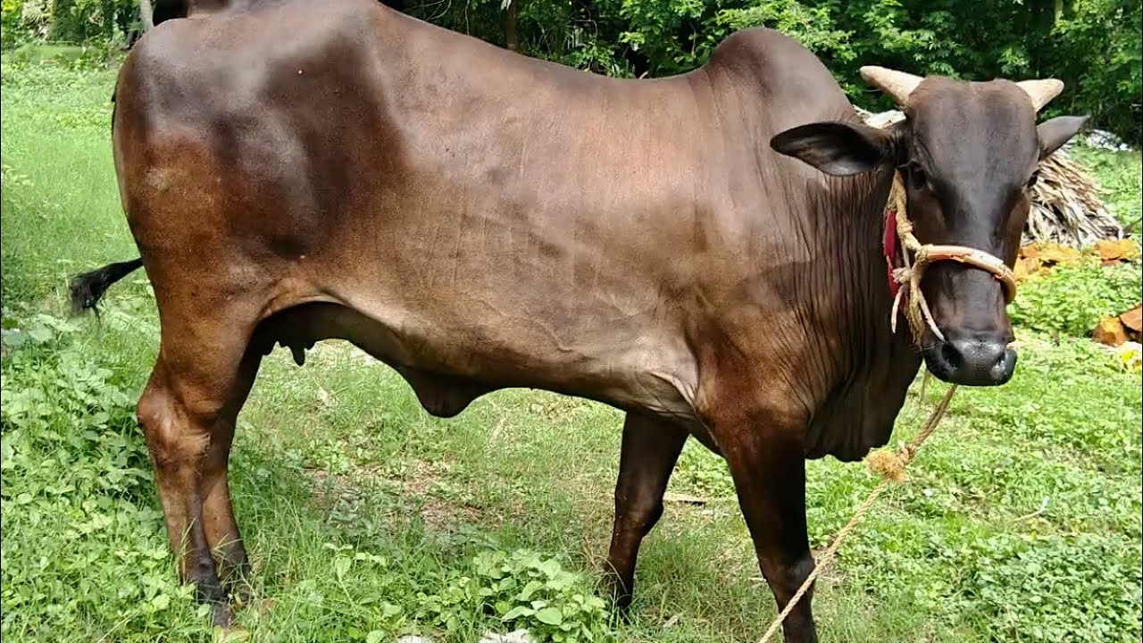 KAPILA COW - YouTube