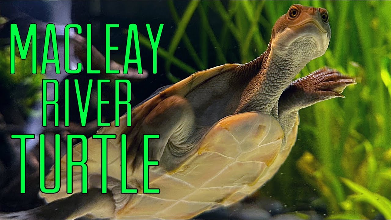 MACLEAY RIVER TURTLE AQUARIUM & BASKING SETUP - YouTube