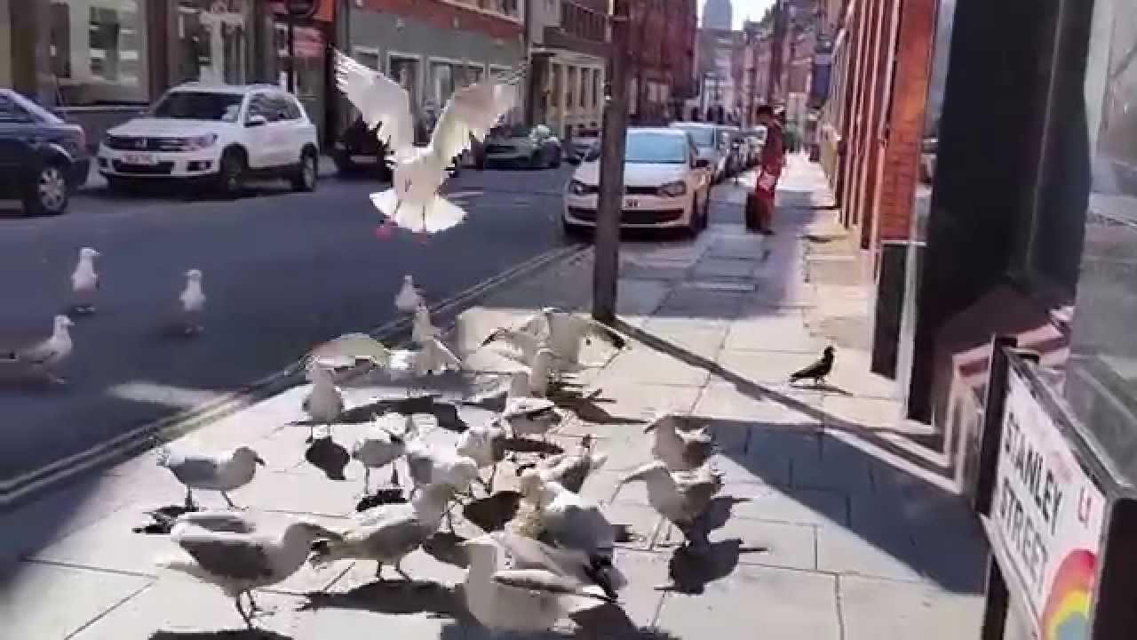 Flock of Seagulls going beserk in LIverpool City Centre - YouTube