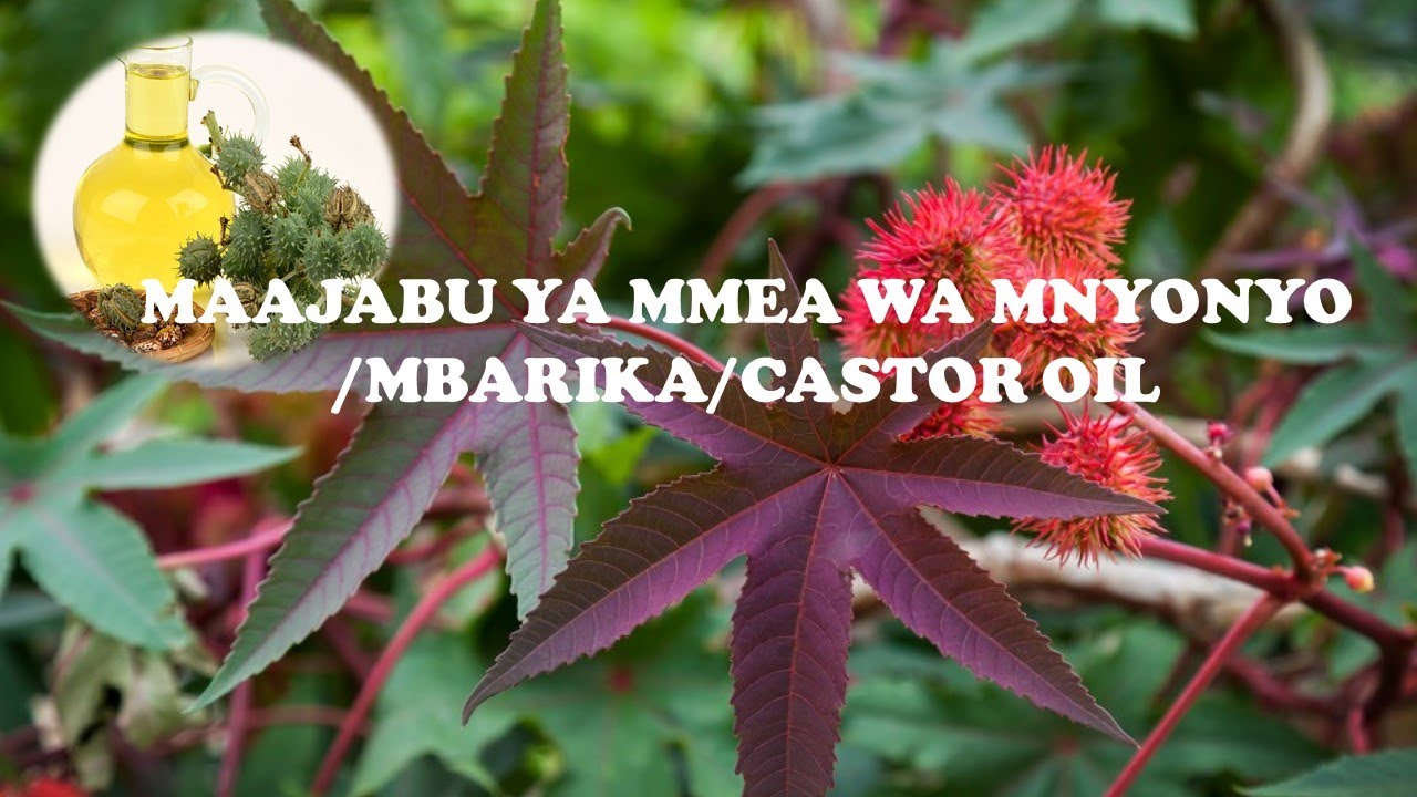 MAAJABU YA MMEA WA MNYONYO ,MBEGU ZAKE PAMOJA NA MIZIZI YAKE KIAFYA ...